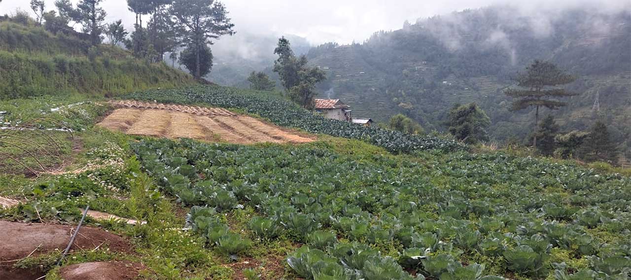 Agriculture project – Himalayan Care Foundation